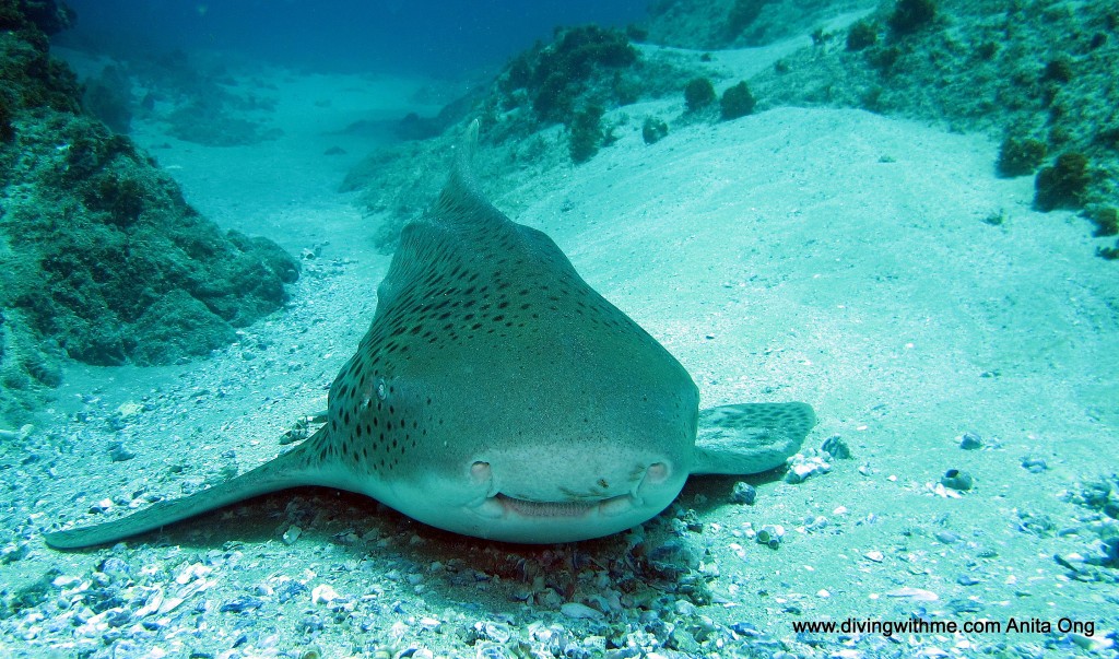 | Jew Shoal – Take a Dive!Sunshine Coast Lifestyle